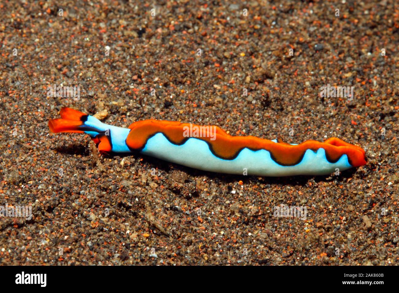 Sacoglossan Sea Slug, Thuridilla undula. Tulamben, Bali, Indonesia ...