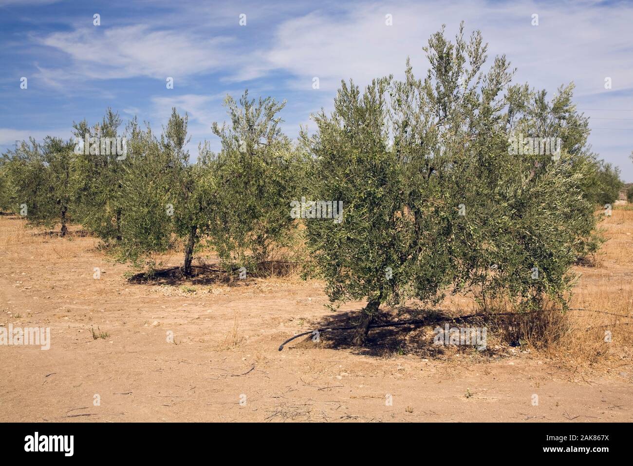 Olive tree plantation in summer. Ronda, Spain, Europe Stock Photo - Alamy