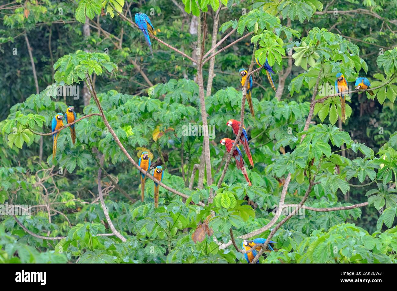 scarlet macaw, Ara macao, and blue-and-yellow macaw, Ara ararauna ...