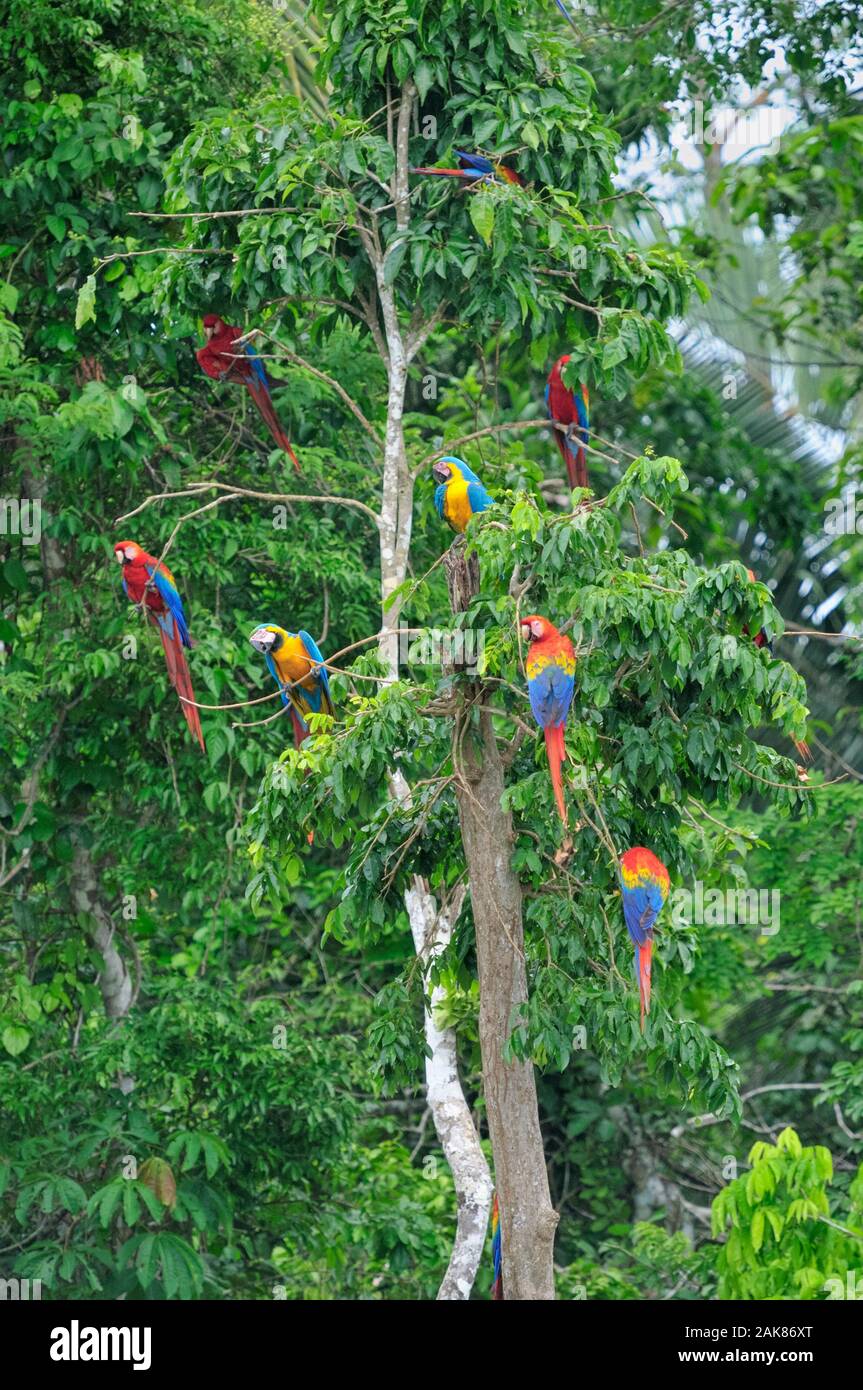 scarlet macaw, Ara macao, and blue-and-yellow macaw, Ara ararauna ...