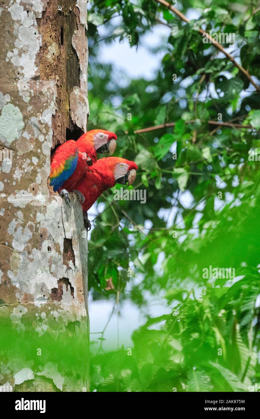 scarlet macaw, Ara macao, breeding pair with radiotelemetry collar in ...