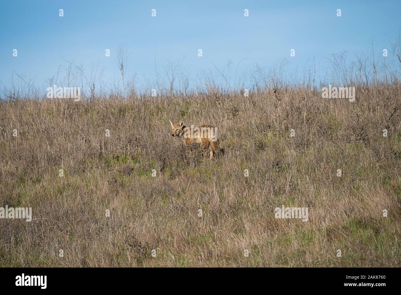 Rj styles hi-res stock photography and images - Alamy