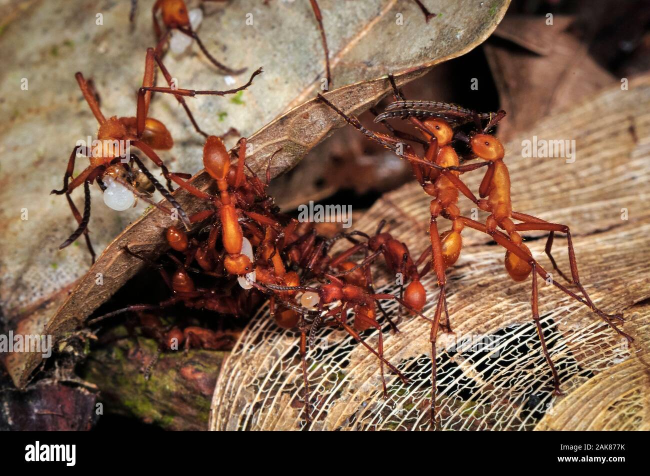 Ant tambopata hi-res stock photography and images - Alamy