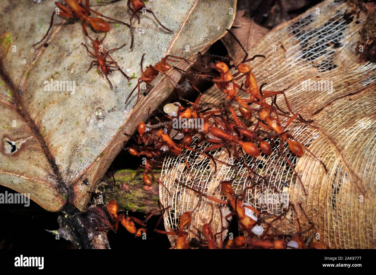 Army ants Eciton burchellii, Tambopata National Reserve, Madre de Dios Region, Tambopata ...