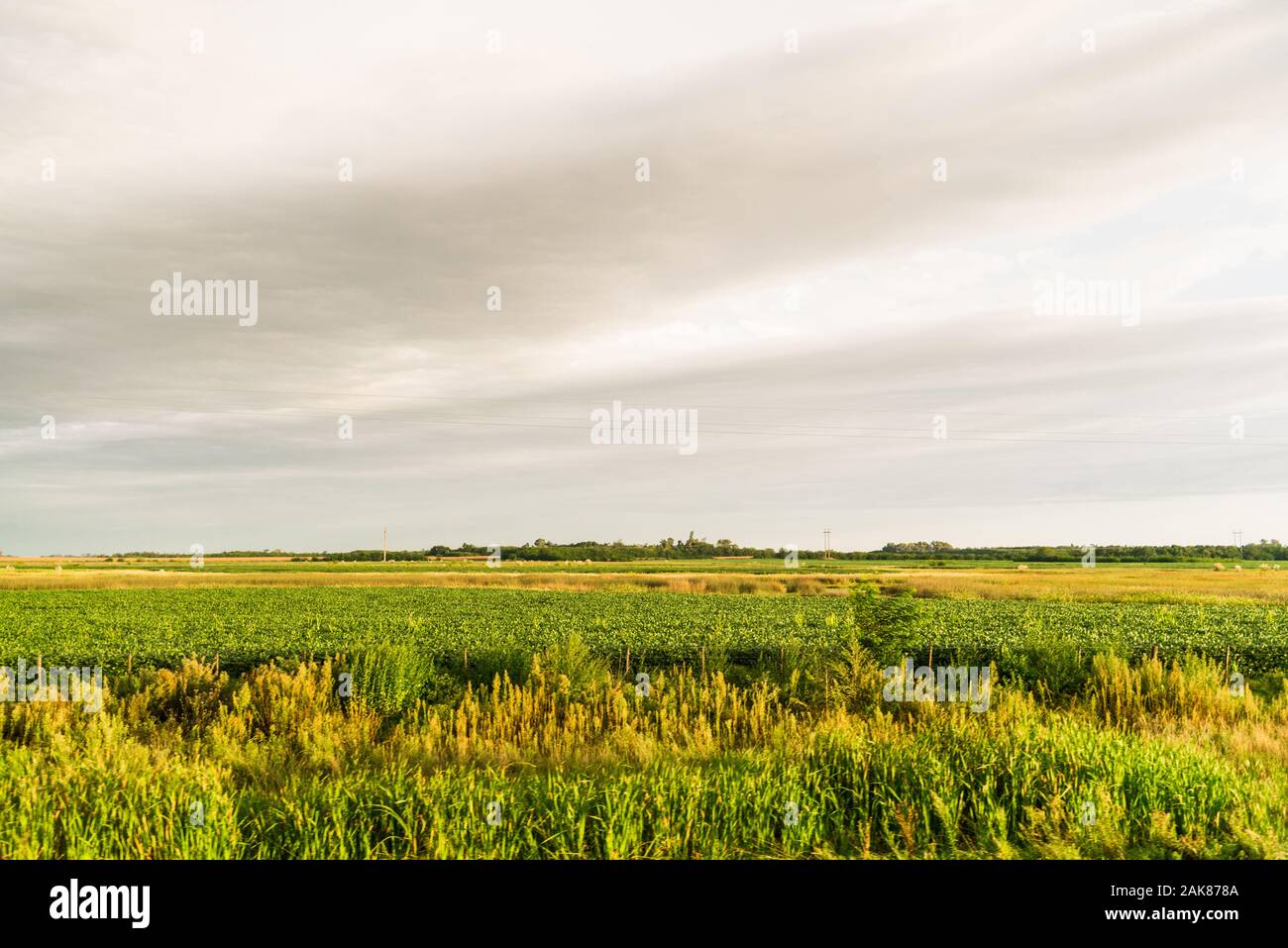 Wide angle view of yellow corn and soybean soy crop fields with green ...
