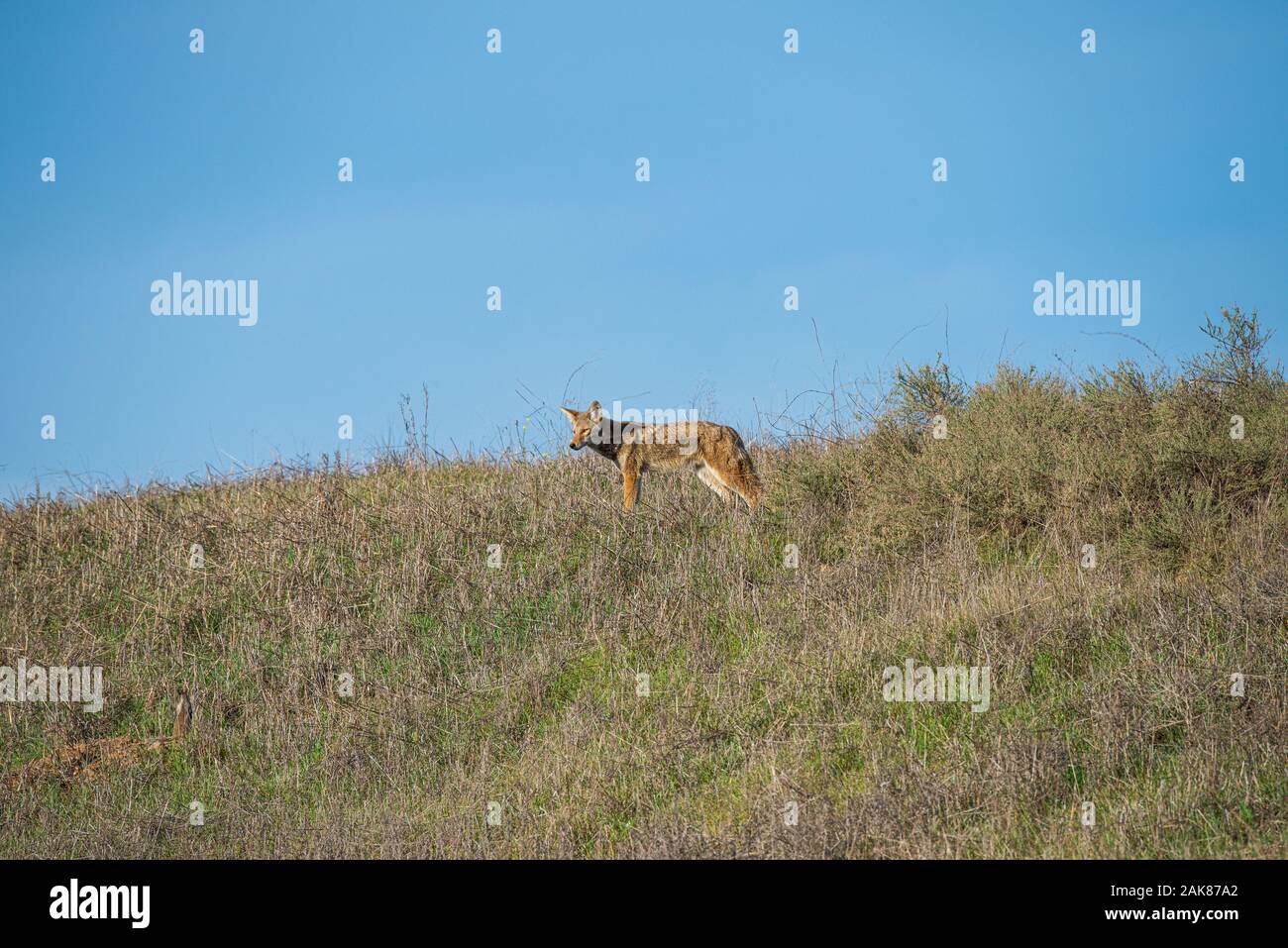 Coyote Dog Canine K9 hunting photo photography by rj styles Stock Photo ...