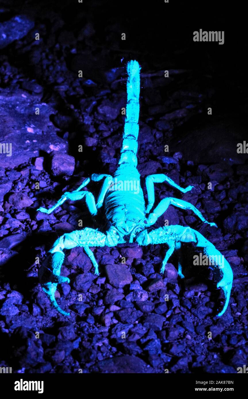 Black light scorpion hi-res stock photography and images - Alamy