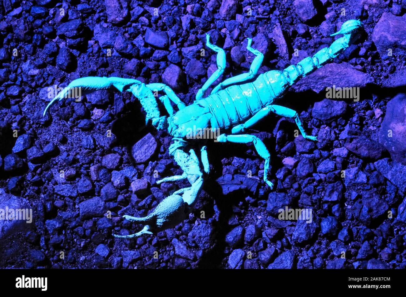 giant forest scorpion, Heterometrus sp., showing fluorescence under UV ...