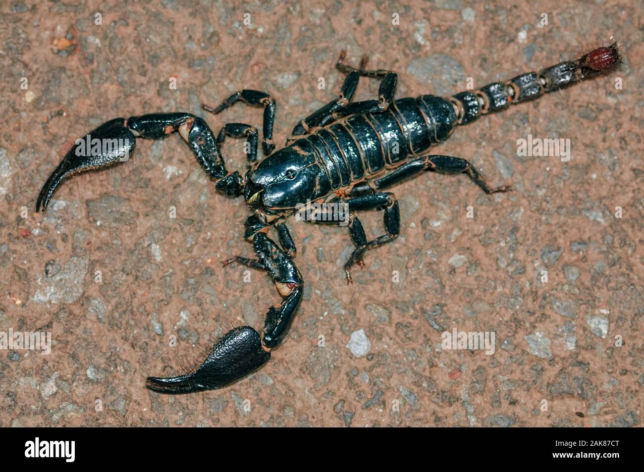 giant forest scorpion, Heterometrus sp., Western Ghats, aka Sahyadri ...