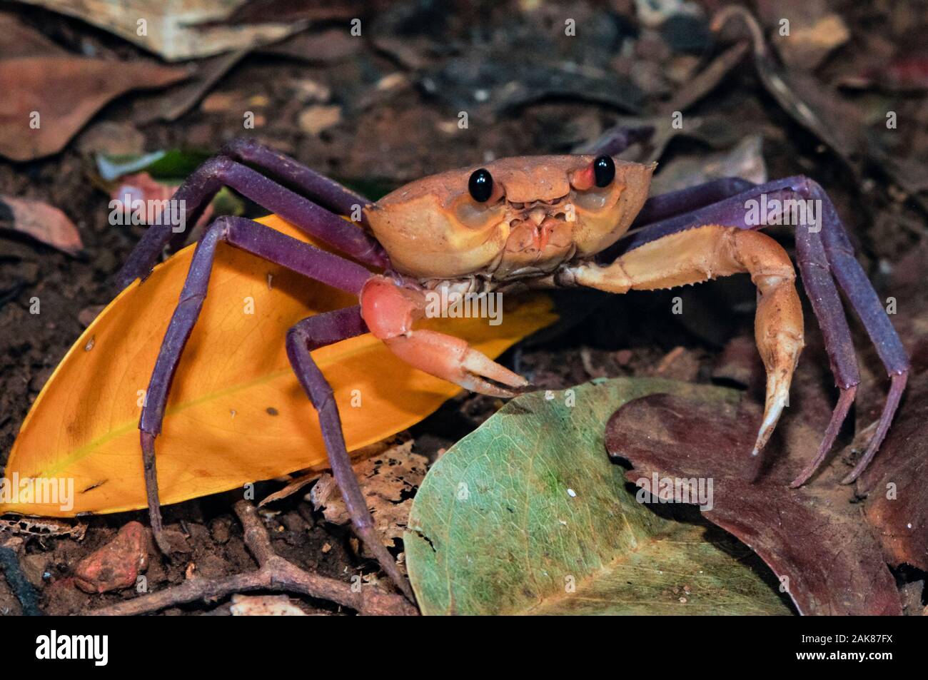 Malagasy freshwater crab, Madagapotamon humberti, endemic species ...