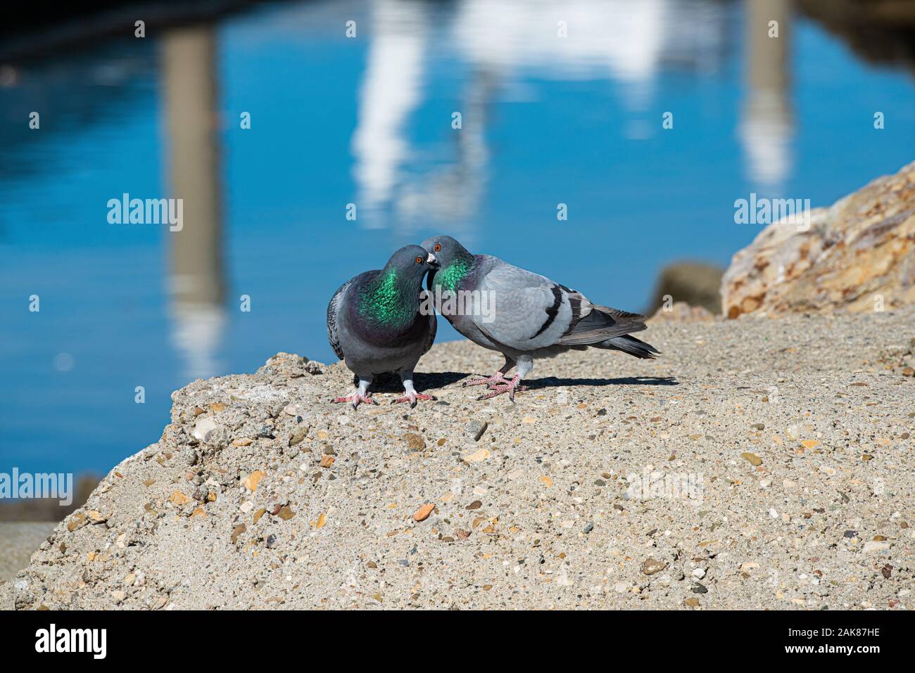 Bird photography rj styles hi-res stock photography and images - Alamy