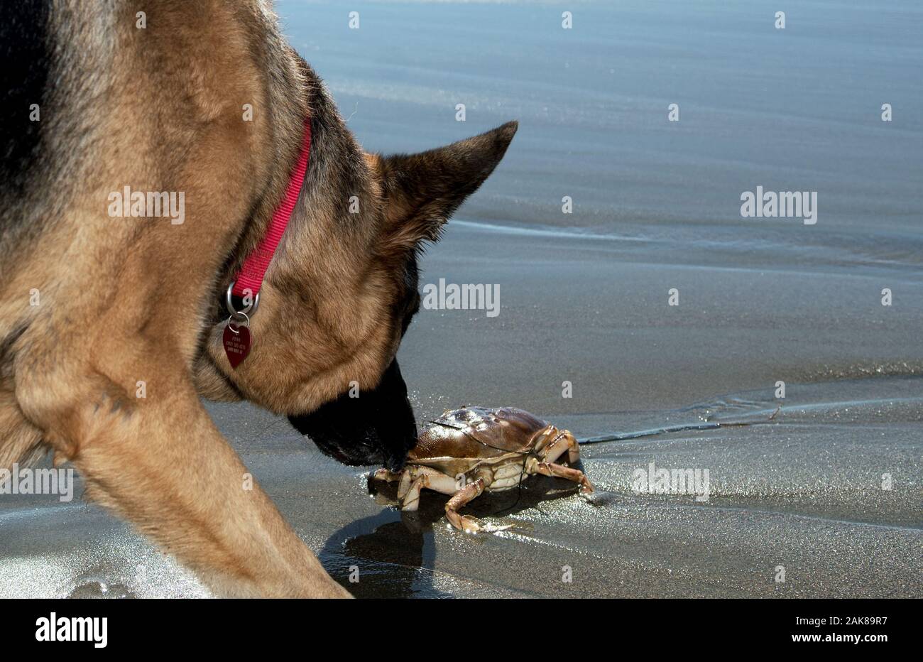 Dog and Crab on ocean. Curious German Shepherd Dog sniffs crab on the ...