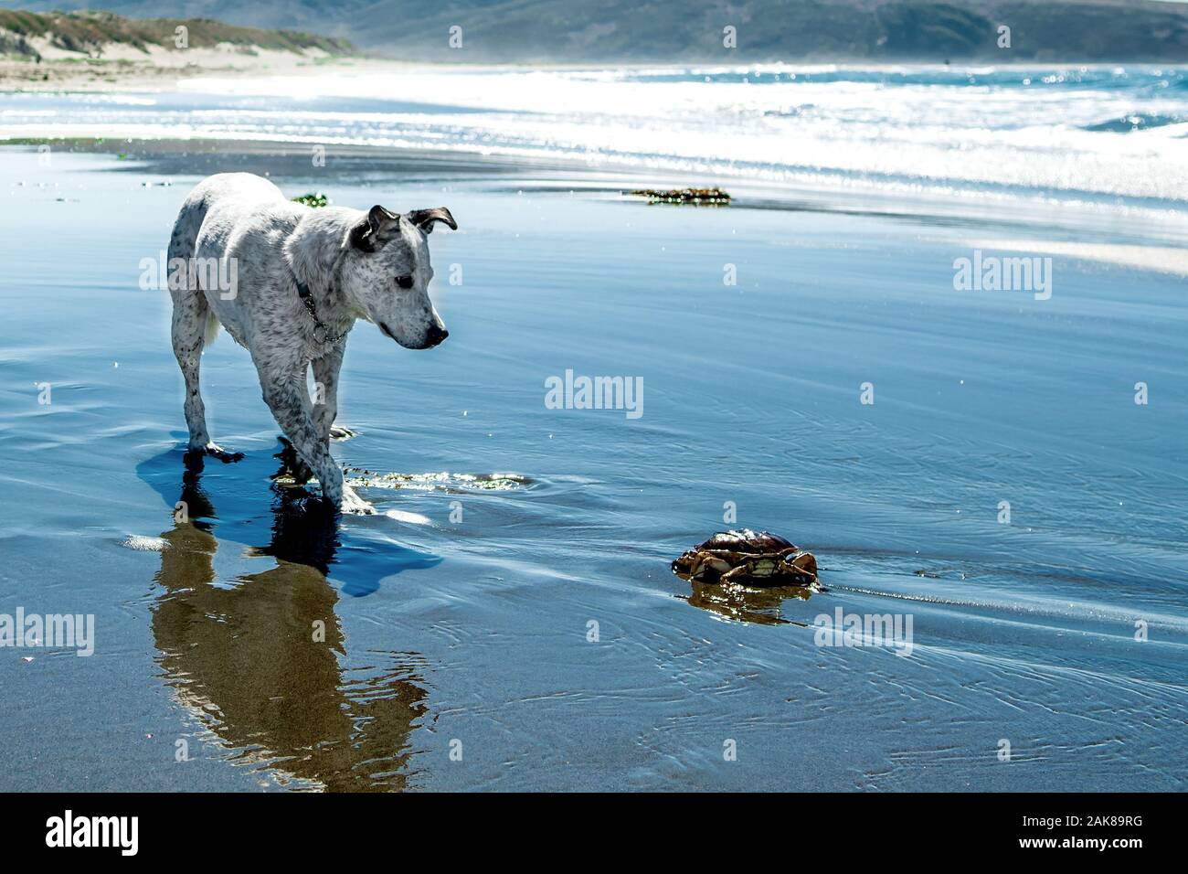 Dog and Crab. Blue Heeler Mix curiously looks at crab on the beach ...