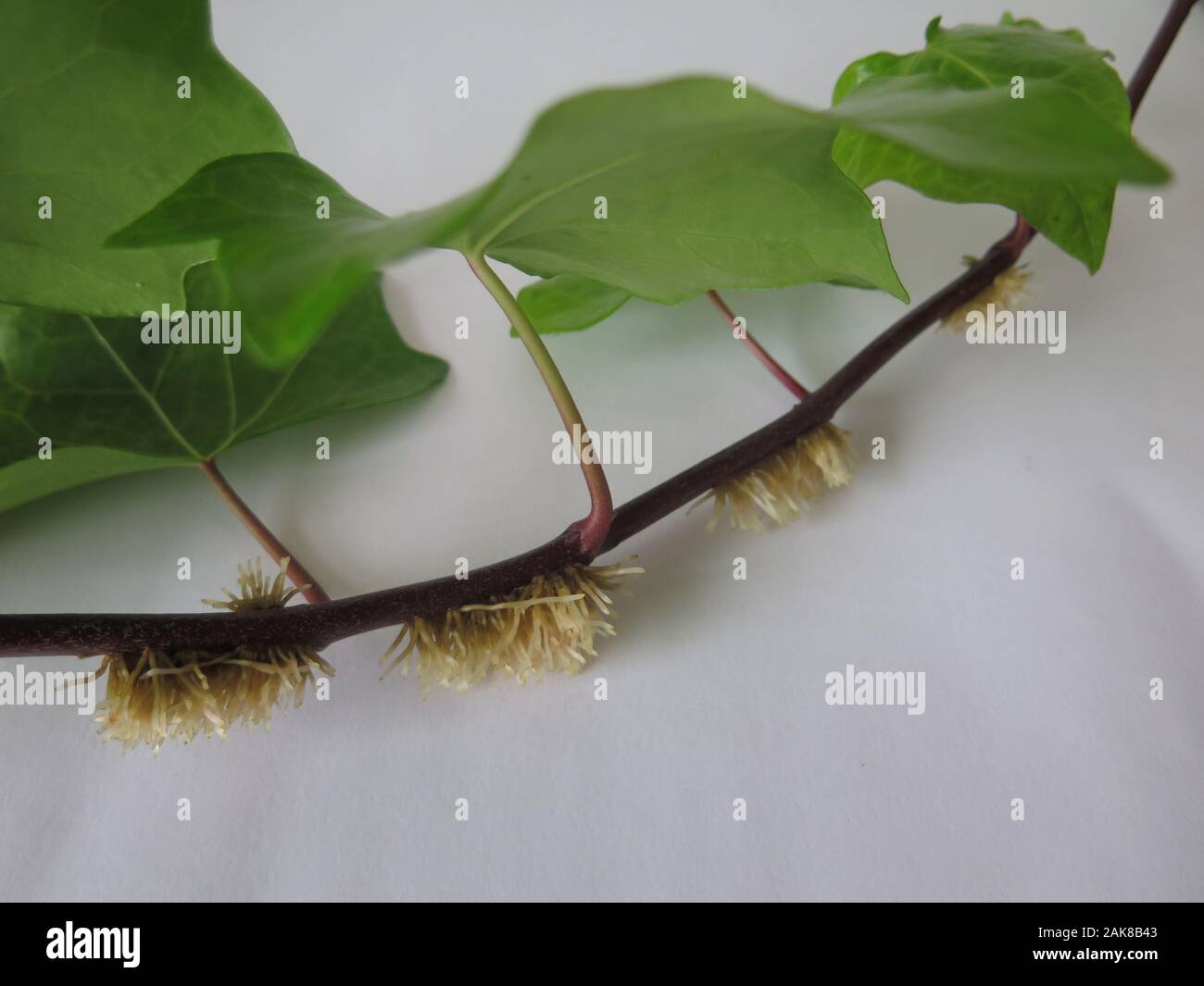Closeup of Air roots on Ivy branch Stock Photo - Alamy