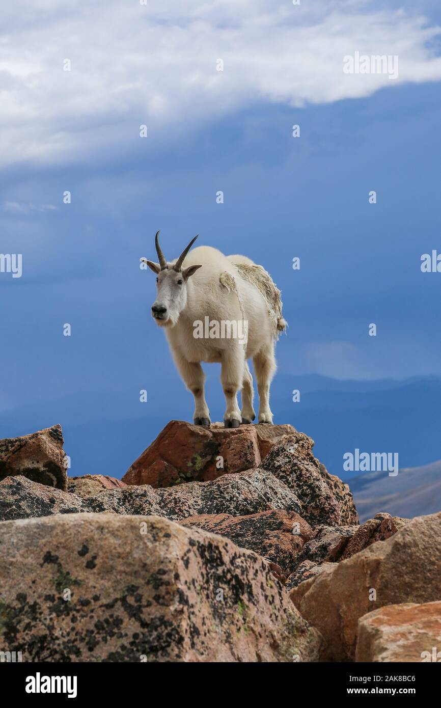 White mountain goat hi-res stock photography and images - Alamy