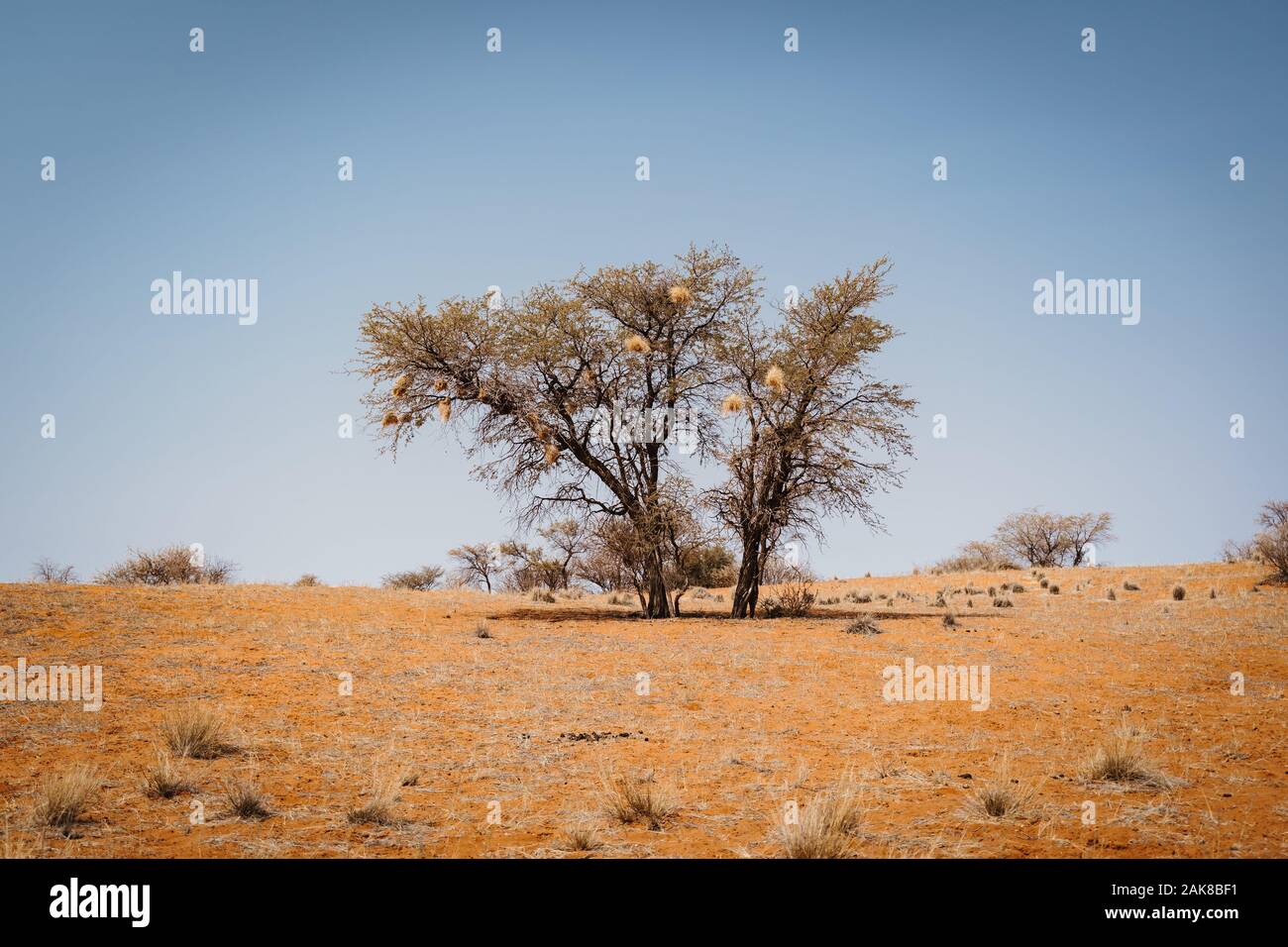 Mesmerising photo of Landscape with tree on an open plain with ...