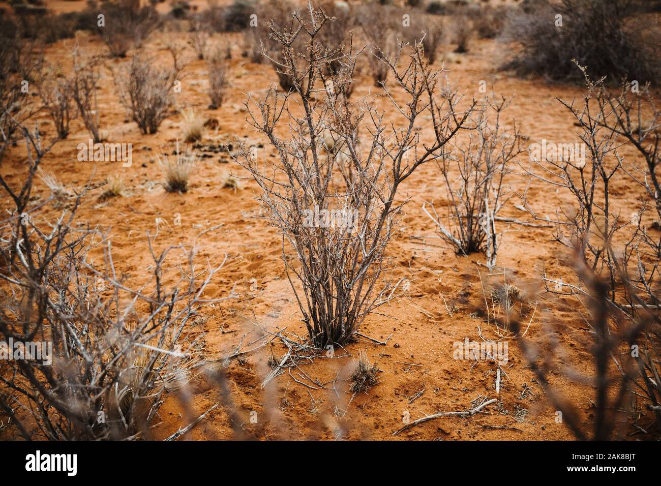 Poisonous desert fruits hi-res stock photography and images - Alamy