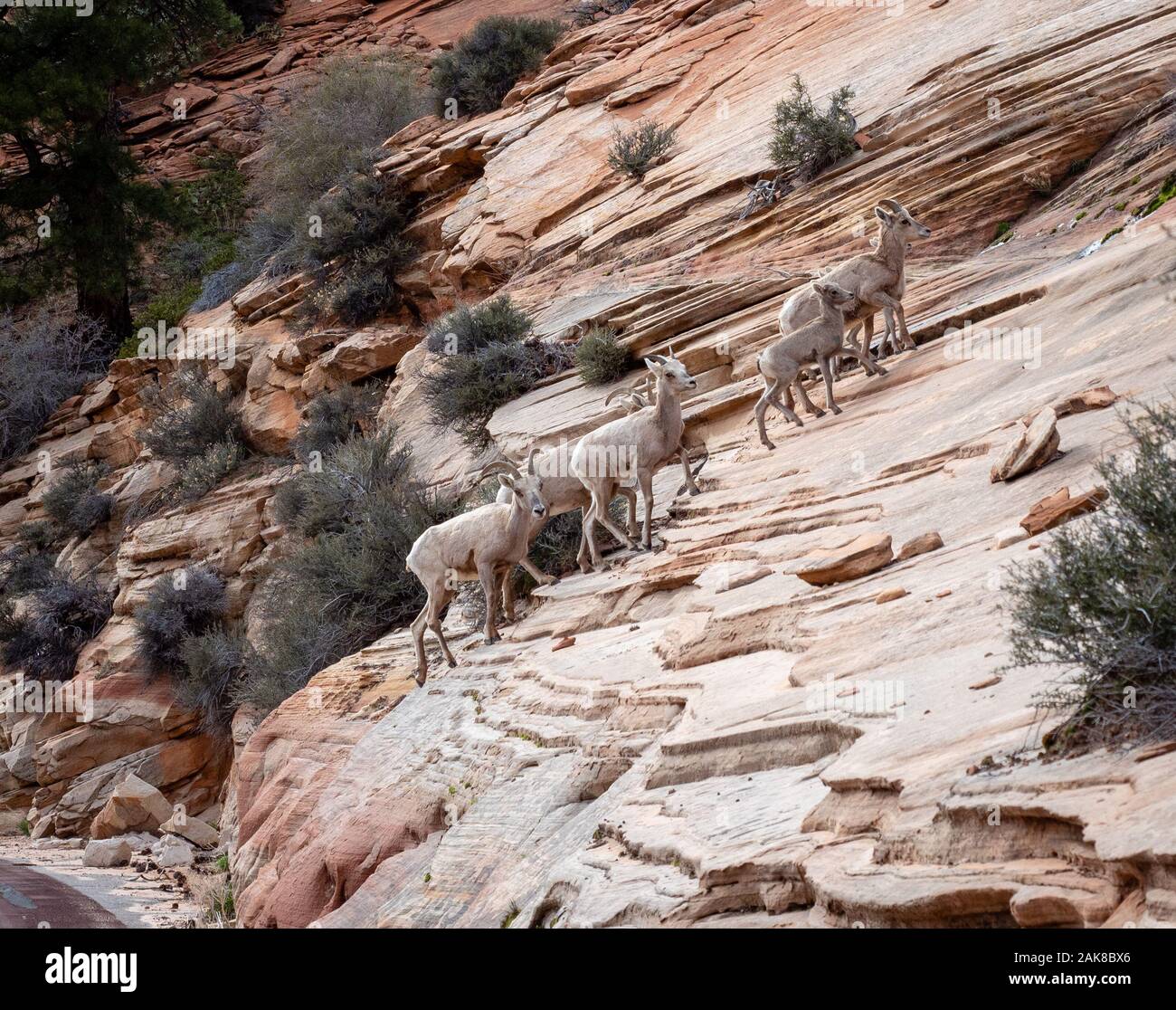 Bighorn Sheep, Ovis canadensis canadensis, in Zion National Park, Utah ...