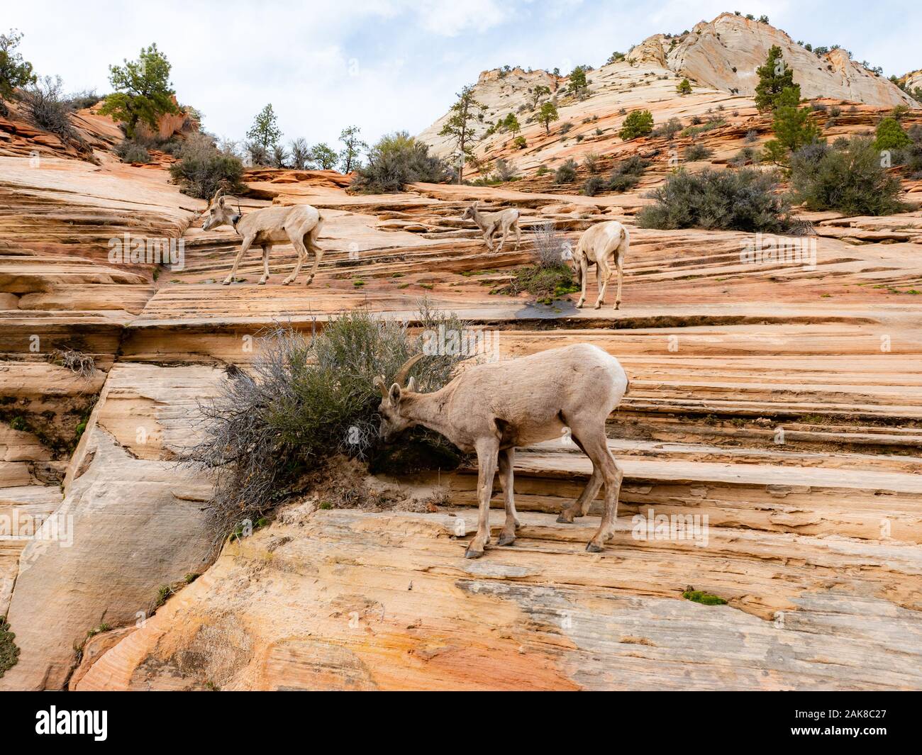Bighorn Sheep, Ovis canadensis canadensis, in Zion National Park, Utah ...