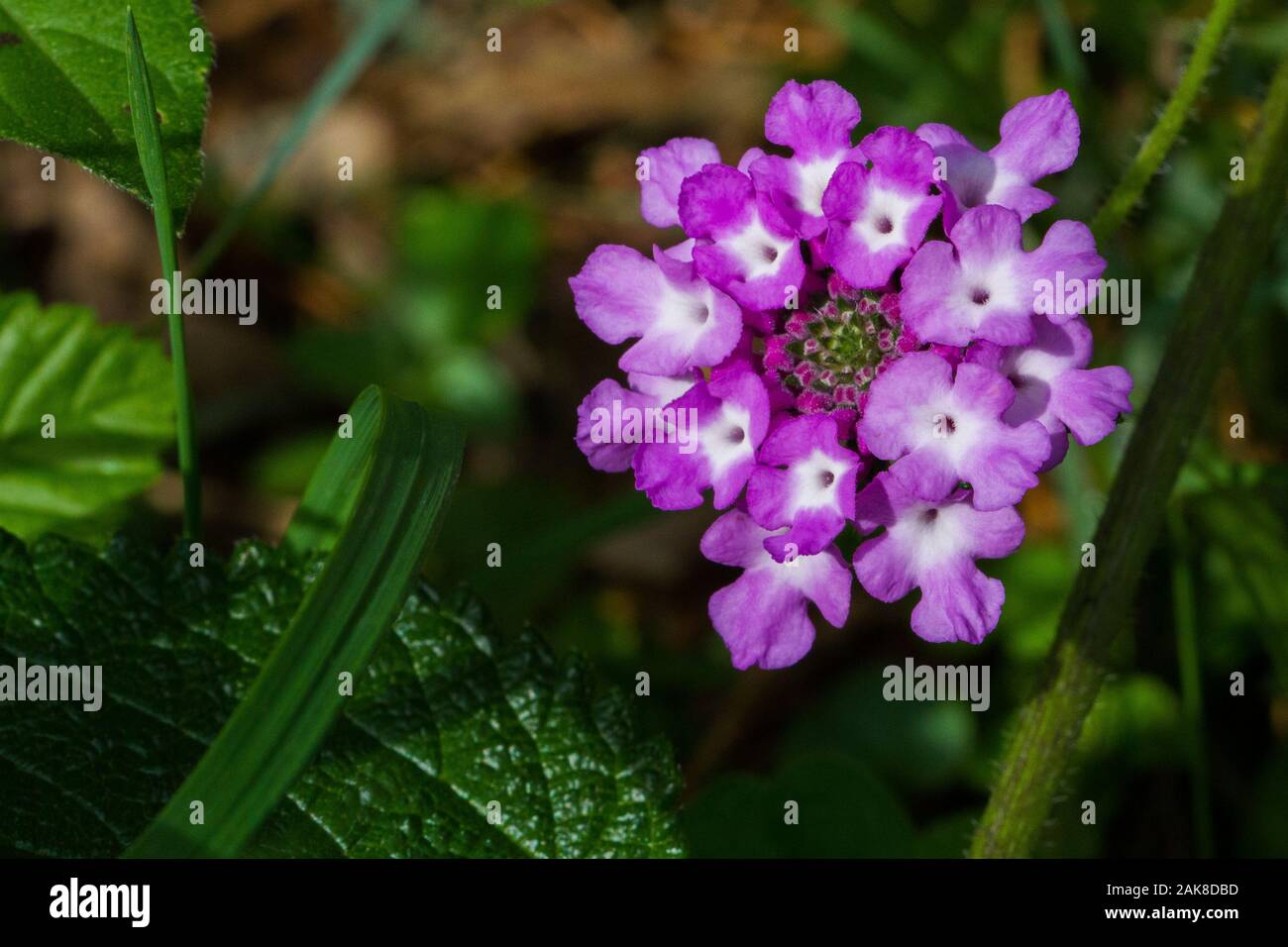 Chota peru hi-res stock photography and images - Alamy