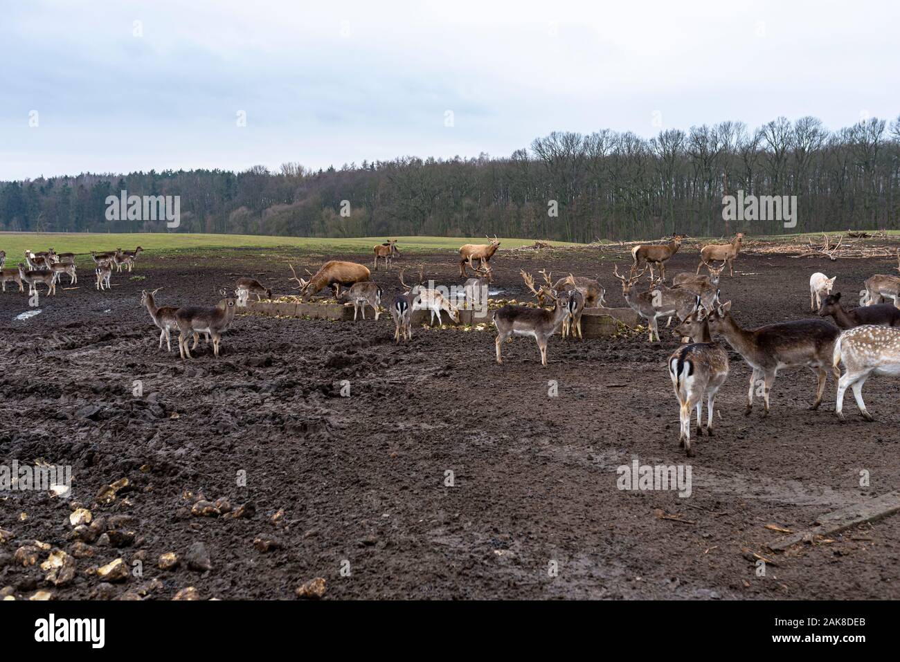 A large herd of deer and fallow deer in a closed farm in the field ...