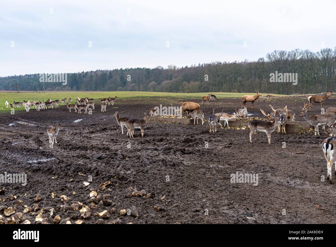 A large herd of deer and fallow deer in a closed farm in the field ...