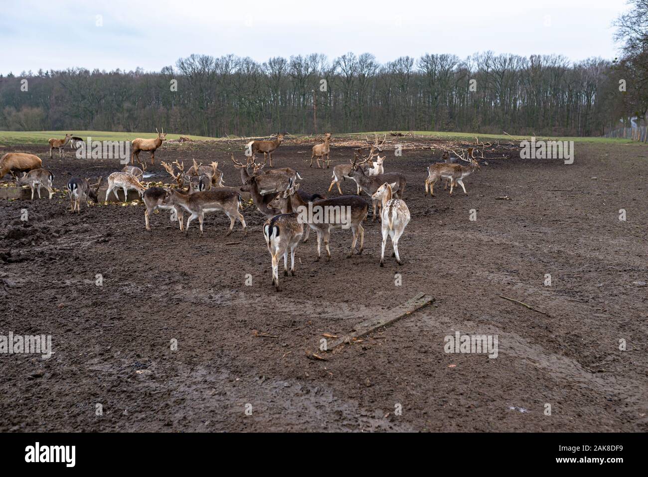 A large herd of deer and fallow deer in a closed farm in the field ...