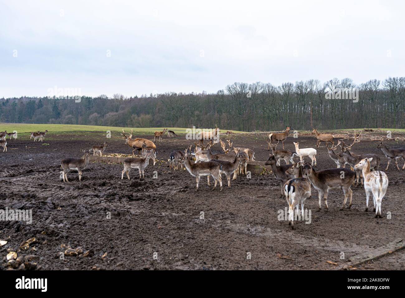A large herd of deer and fallow deer in a closed farm in the field ...