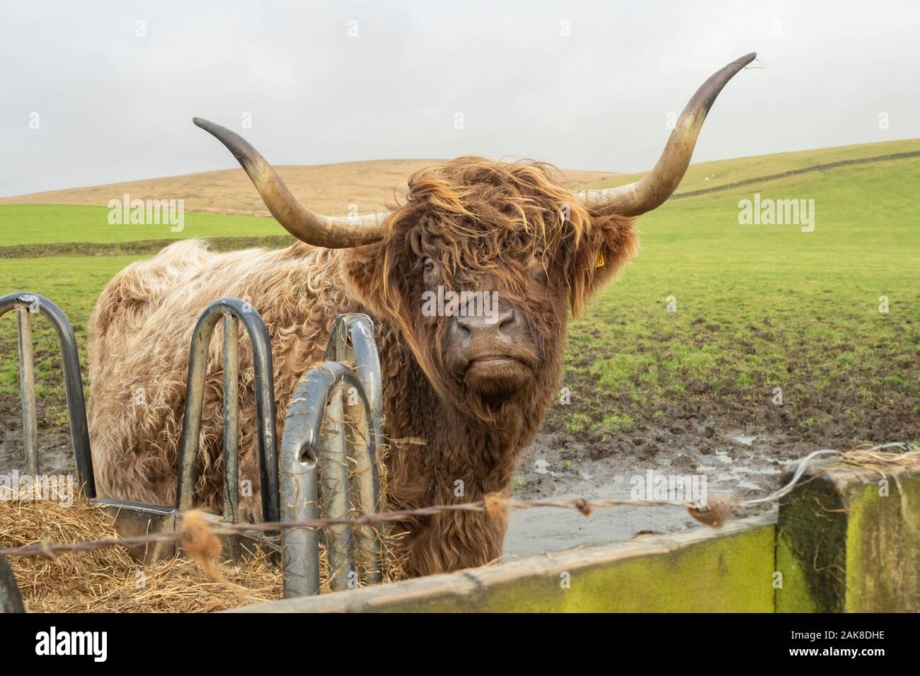 Long Horned Bison High Resolution Stock Photography and Images - Alamy