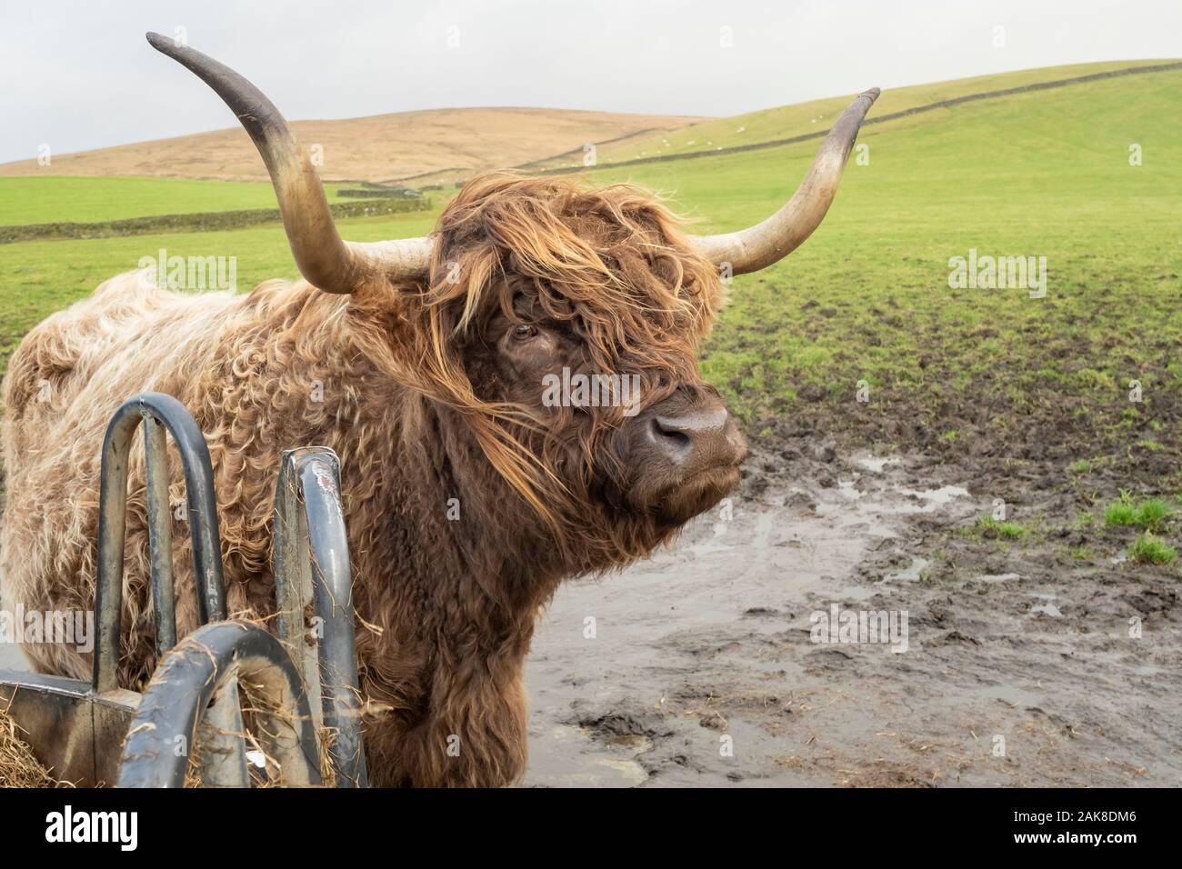 Highland cattle, also called long-haired Highland cattle, long-haired ...