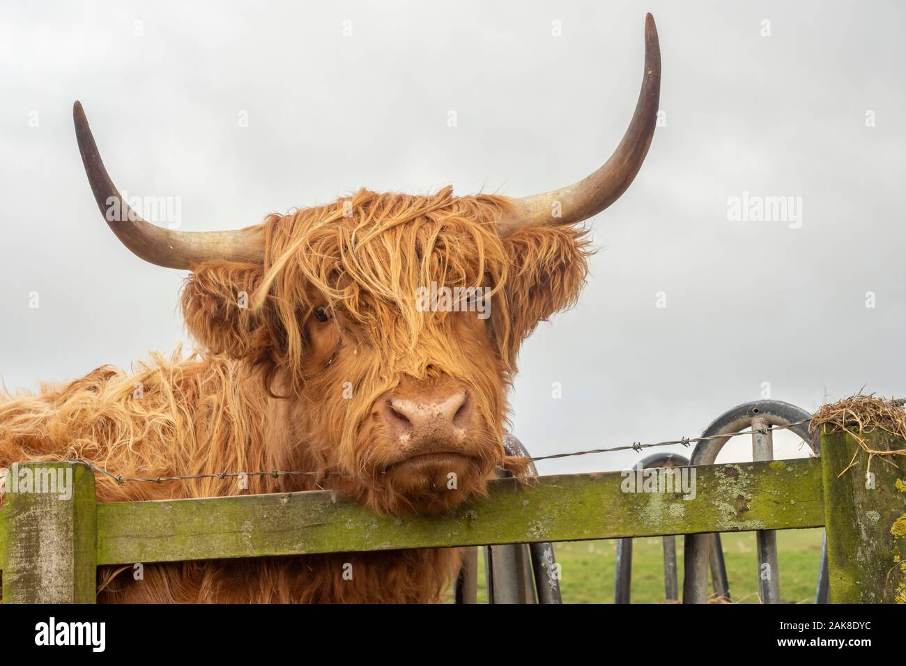 Highland cattle, also called long-haired Highland cattle, long-haired ...