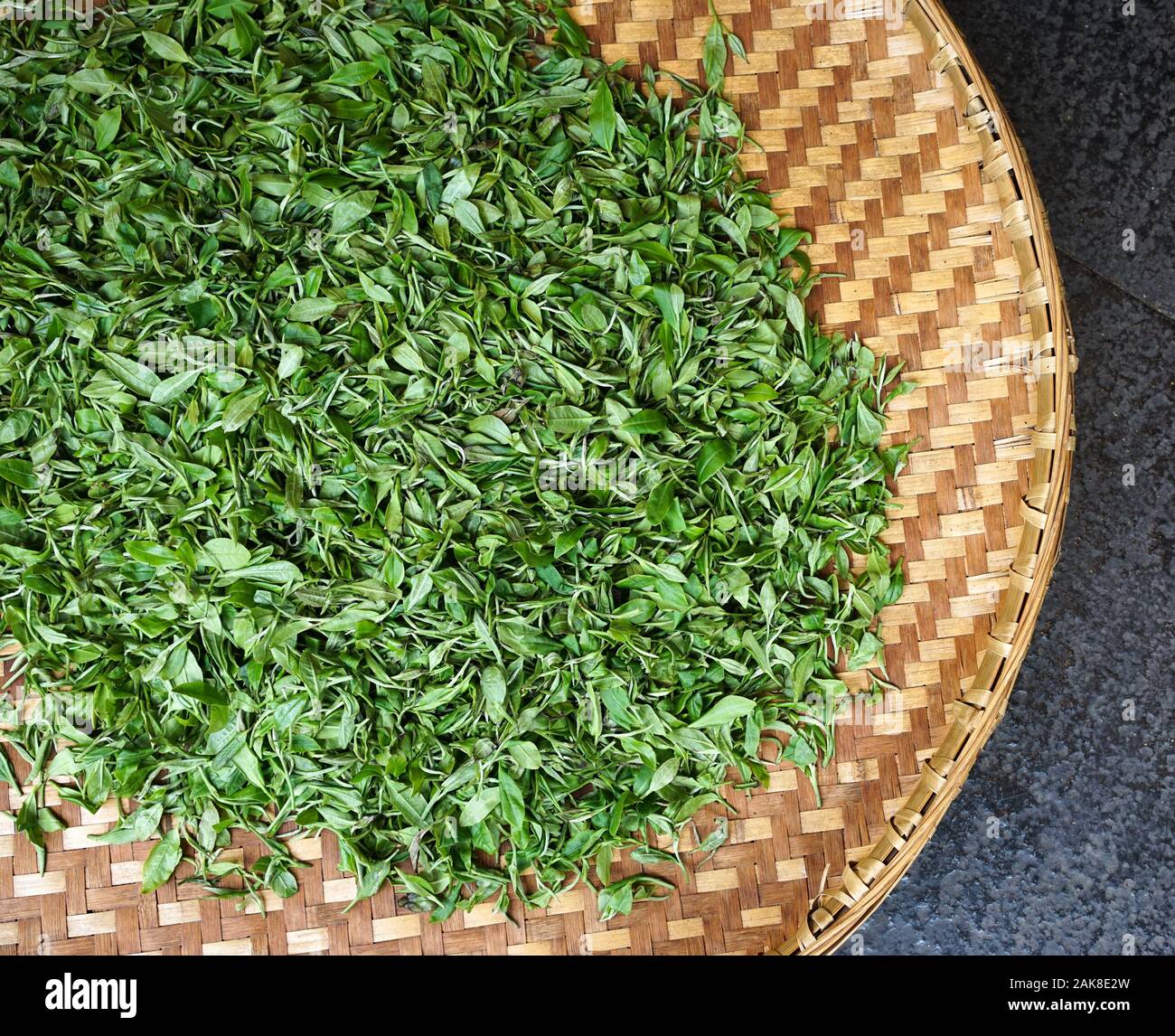 Drying tea leaves in the bamboo basket at tea factory in Chengdu, China ...