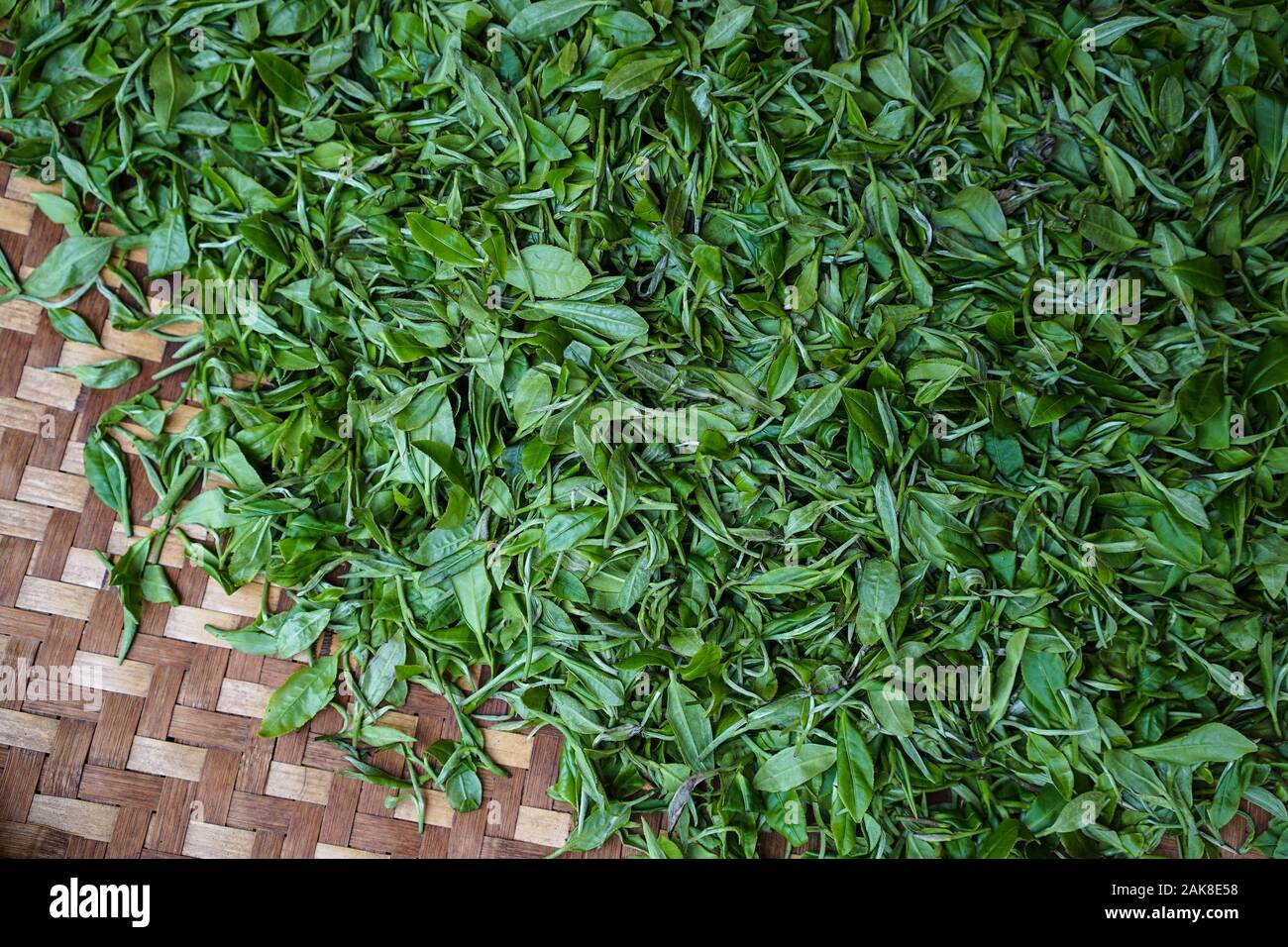 Drying tea leaves in the bamboo basket at tea factory in Chengdu, China ...