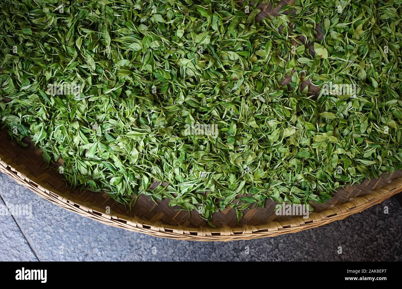 Drying tea leaves in the bamboo basket at tea factory in Chengdu, China ...