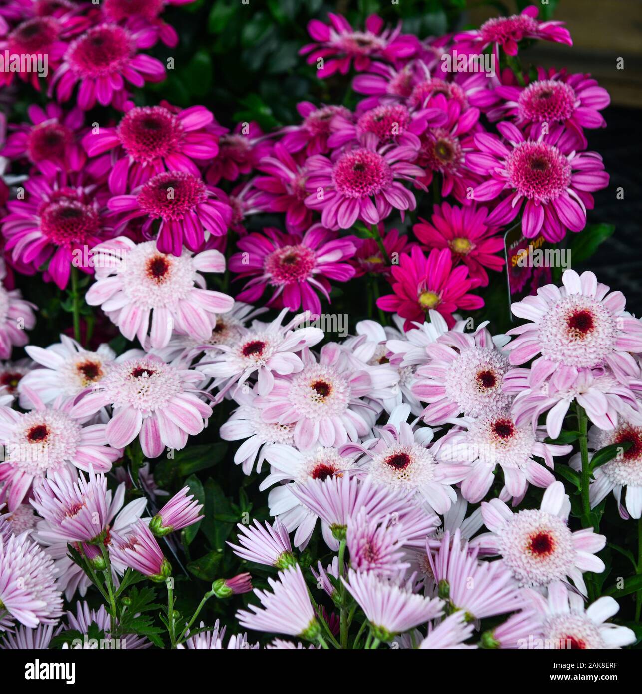 Flower shop at street market in Aomori, Japan Stock Photo - Alamy