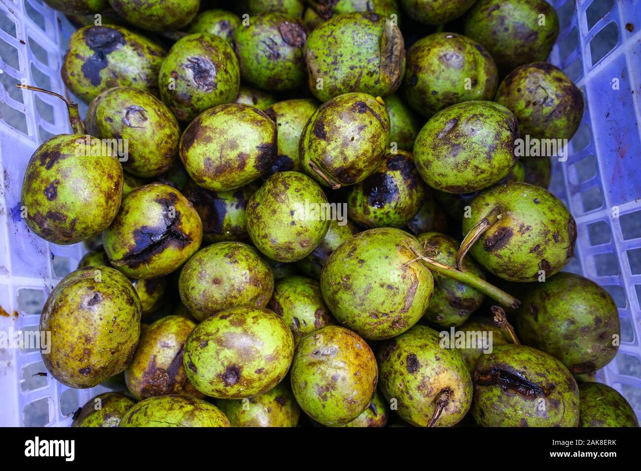 Walnut harvest asia hi-res stock photography and images - Alamy