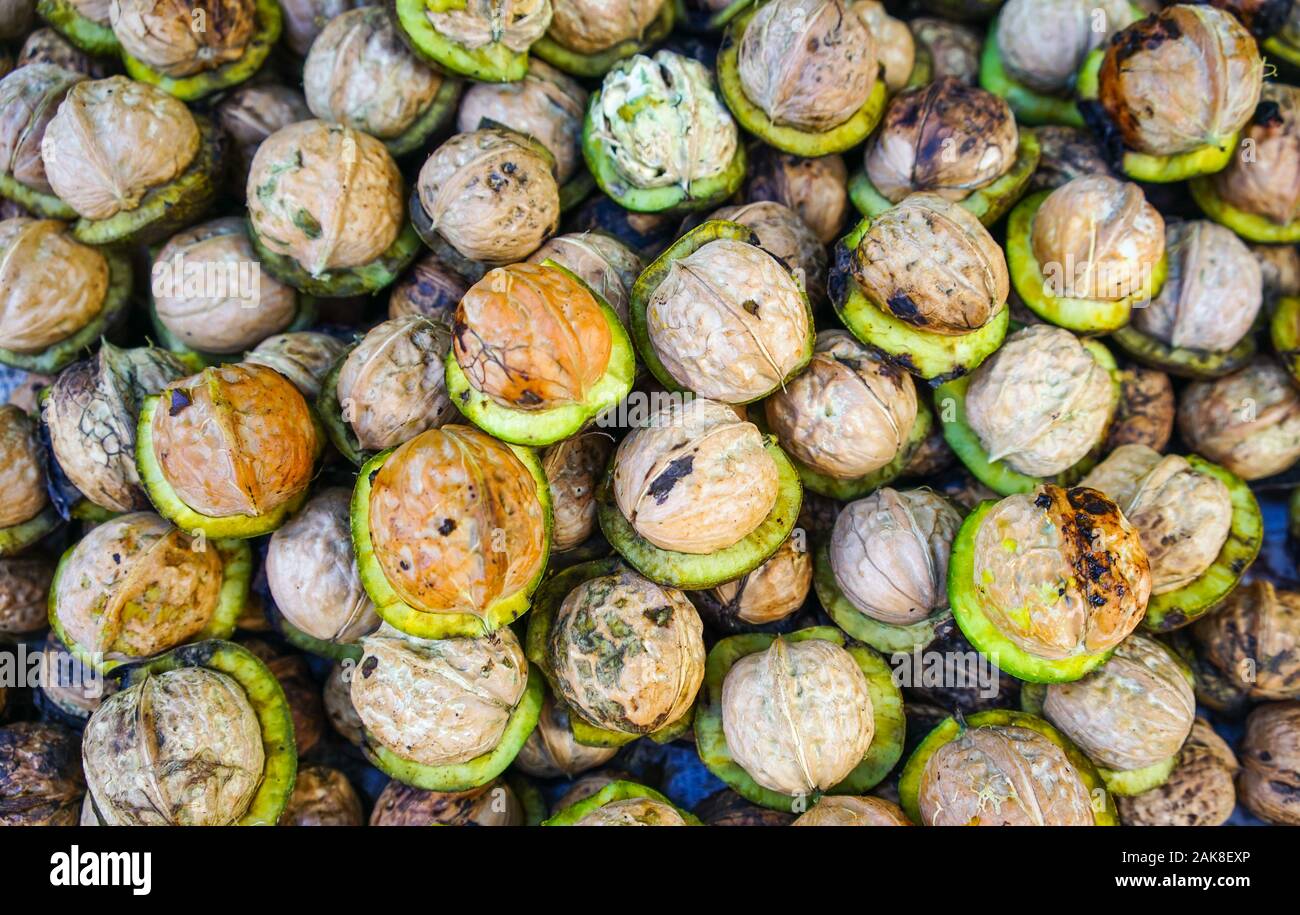 Walnut harvest asia hi-res stock photography and images - Alamy
