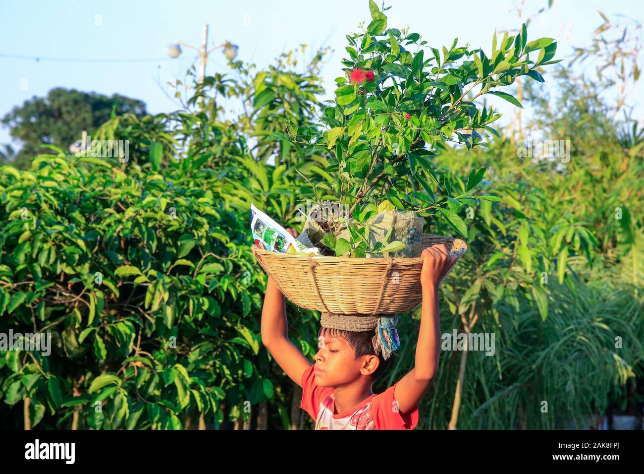 A boy carries plants on his head were taken from the National Tree Fair ...
