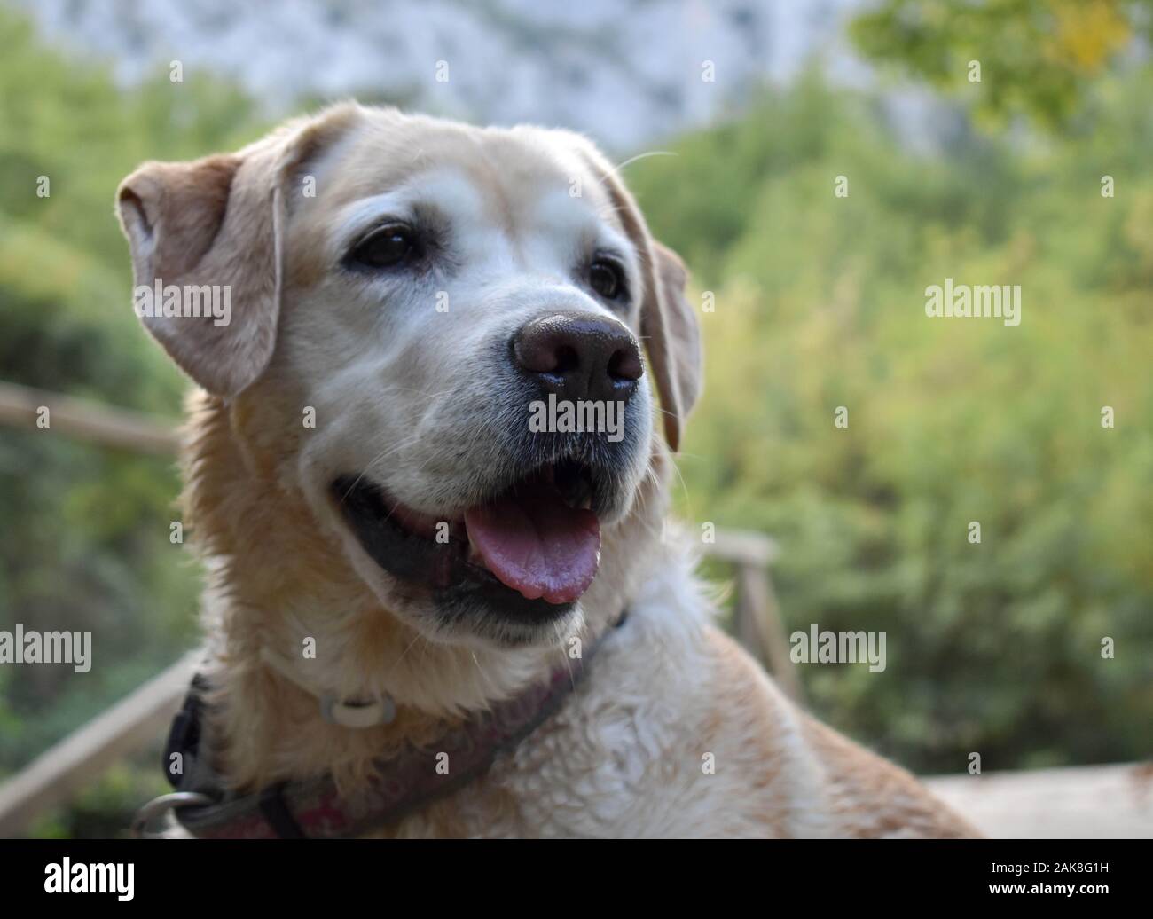 Golden labrador in landscape hi-res stock photography and images - Alamy