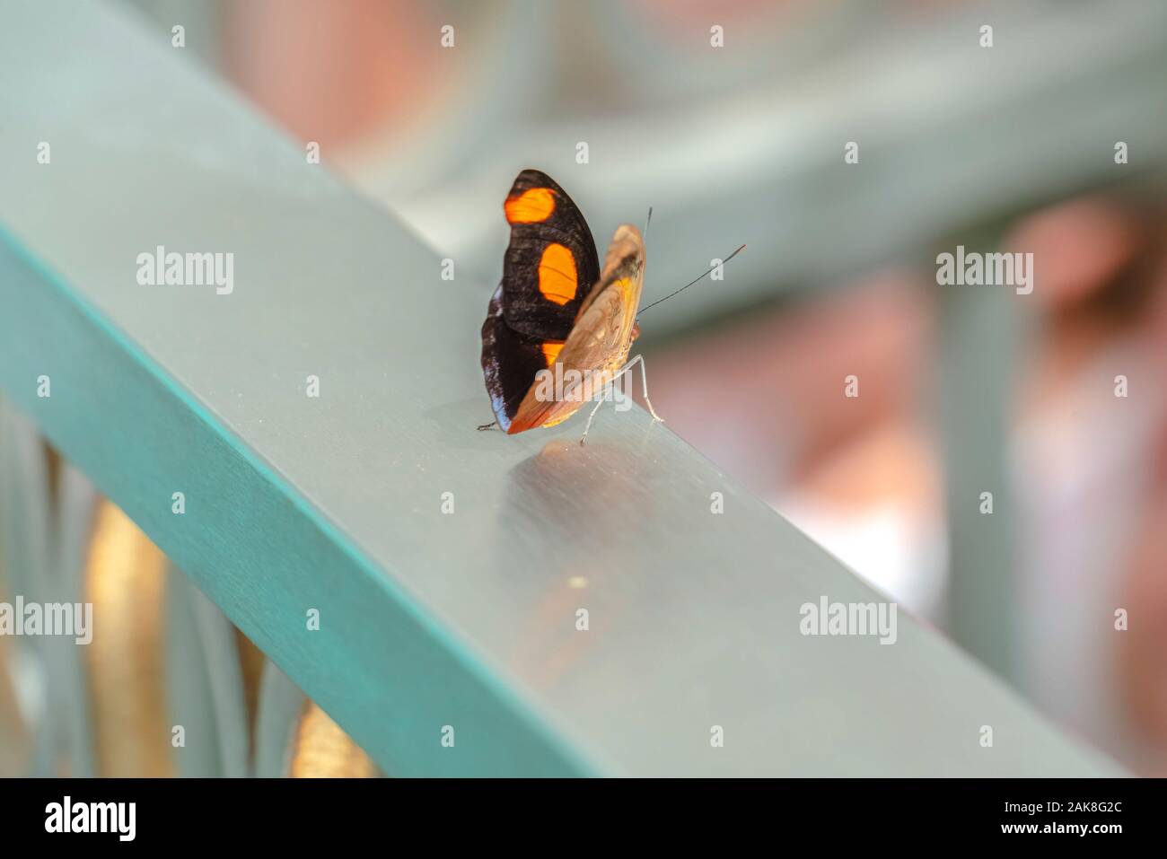 Focus on a small beautiful butterfly with bright yellow spots on its ...