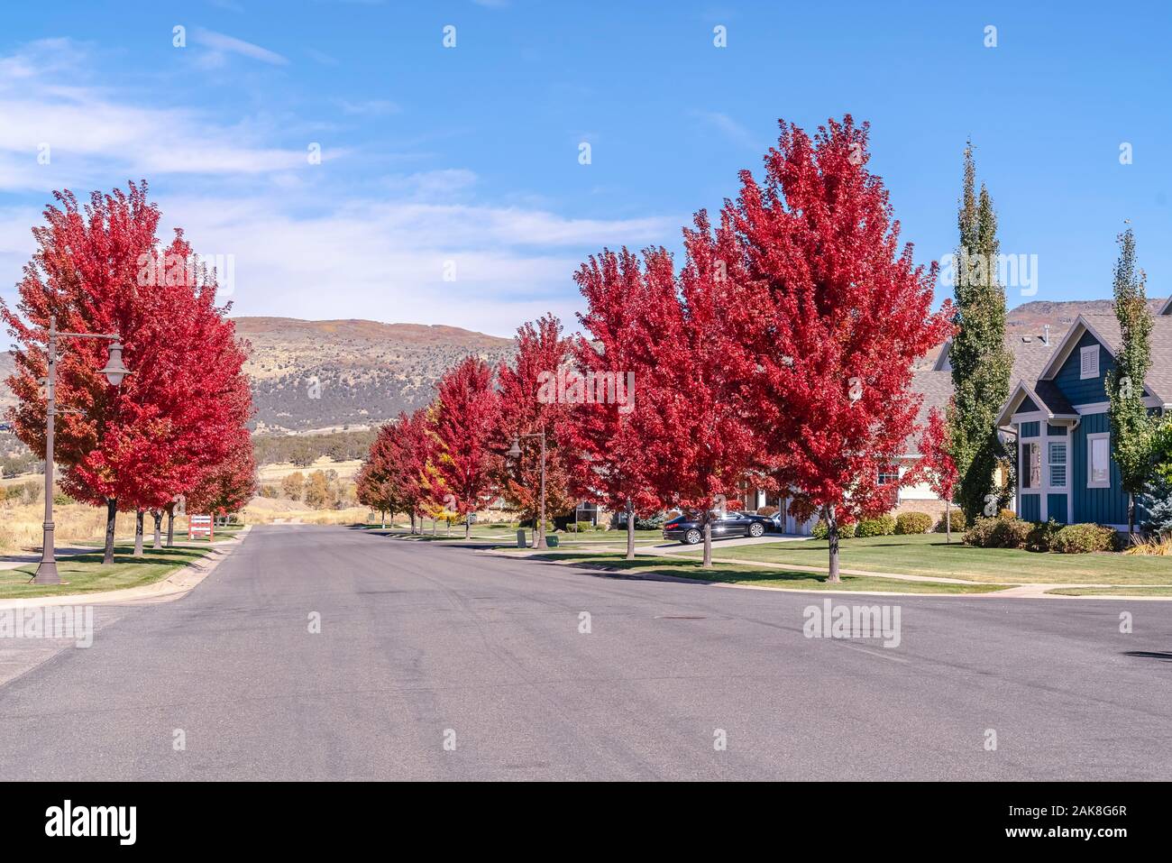 Colorful red maple trees lining an urban street Stock Photo - Alamy