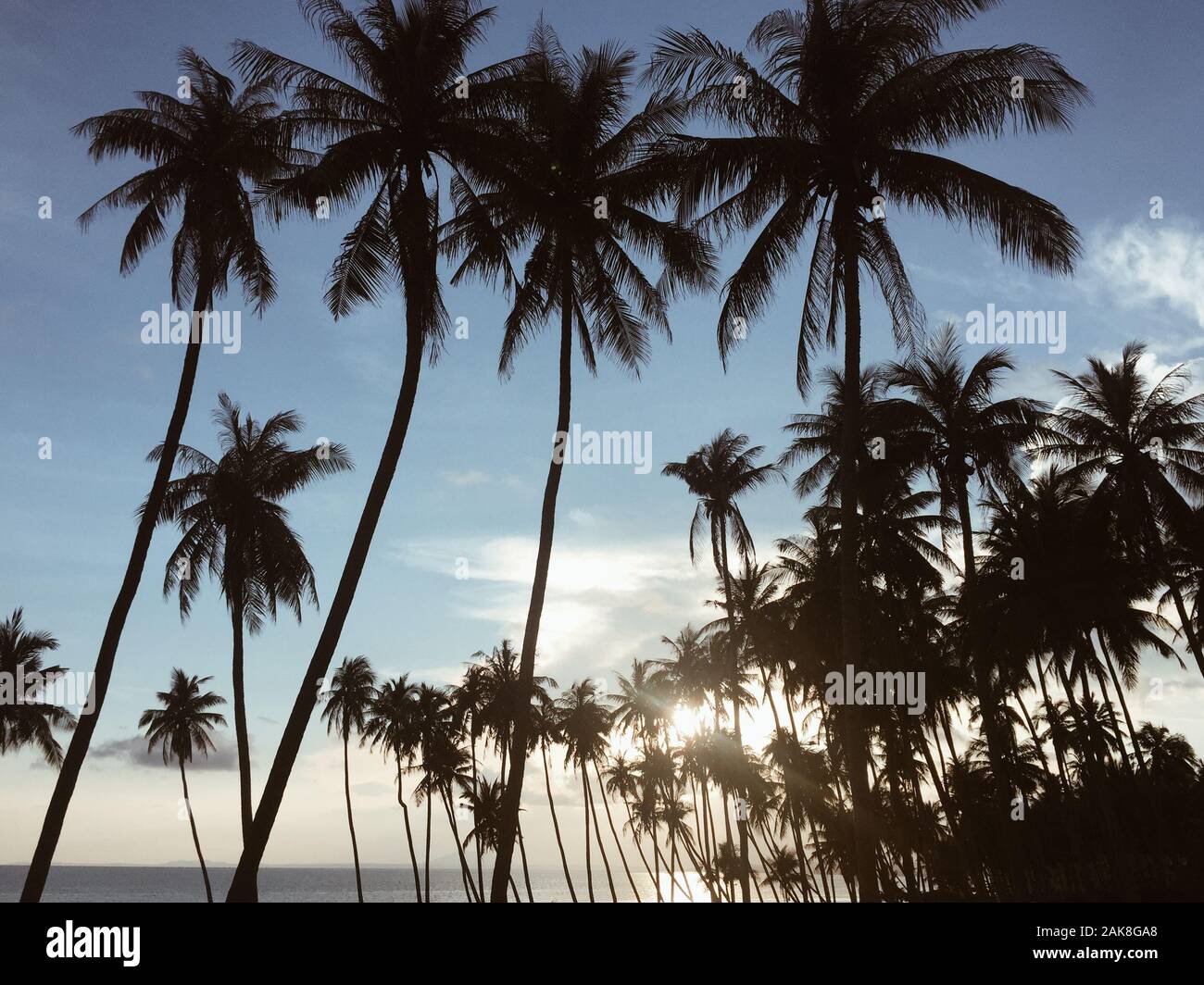 Indochina coconut trees hi-res stock photography and images - Alamy