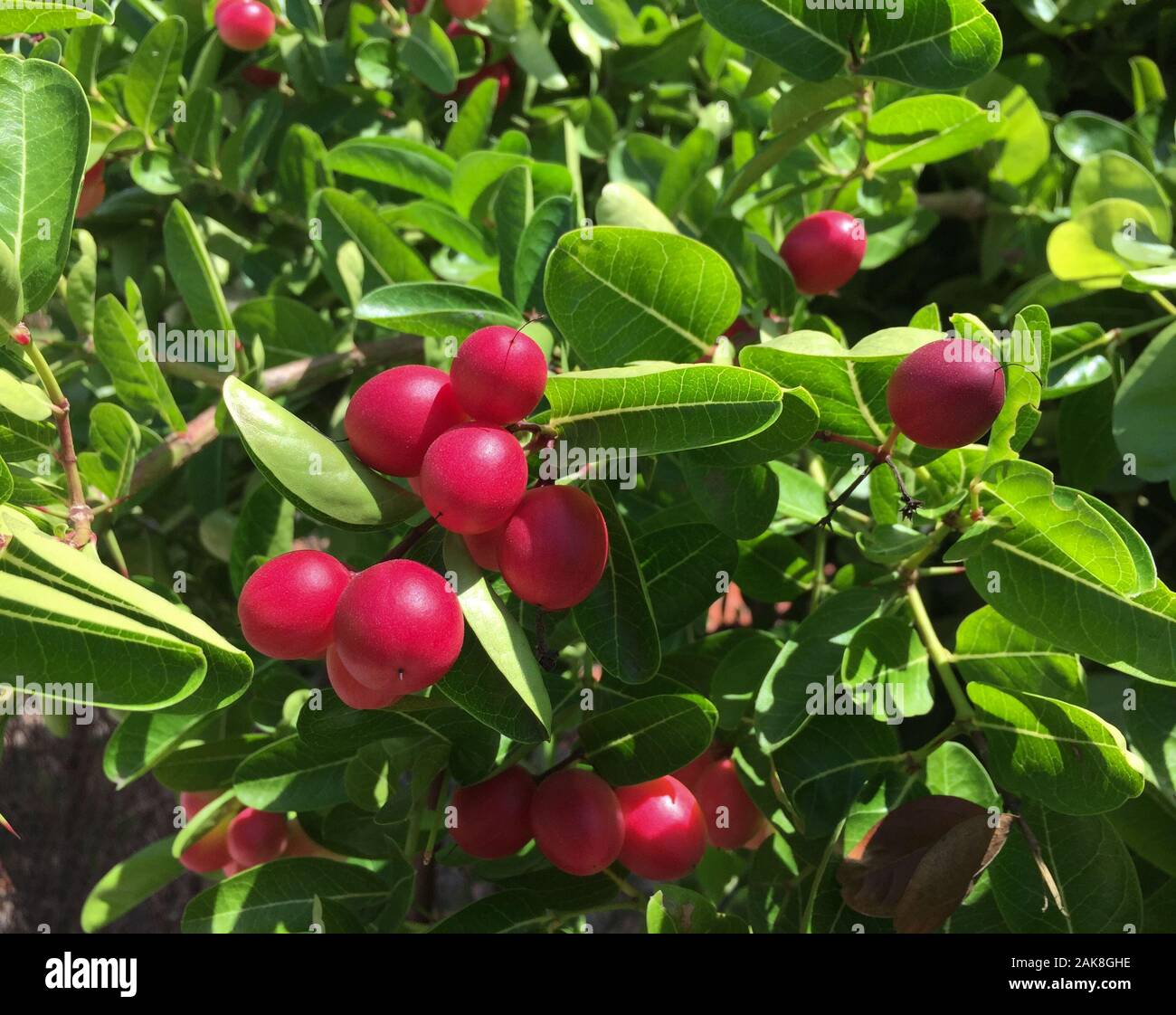 Ripe and delicious Karanda Carissa Carandas fruits with green leaves on ...