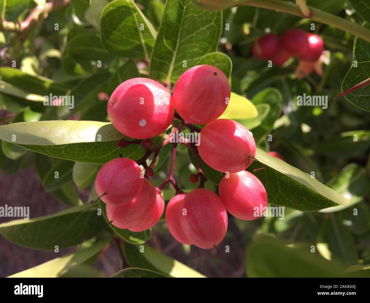 Ripe and delicious Karanda Carissa Carandas fruits with green leaves on ...