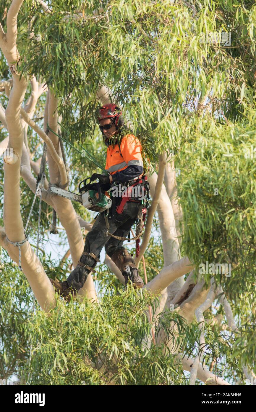 Adelaide, Australia. 8 January 2020. A tree surgeon (arborist) cutting ...