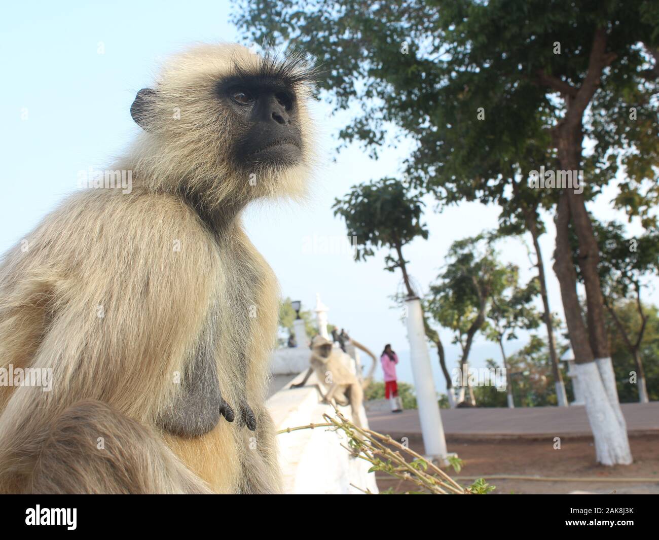 portrait of monkey Stock Photo - Alamy