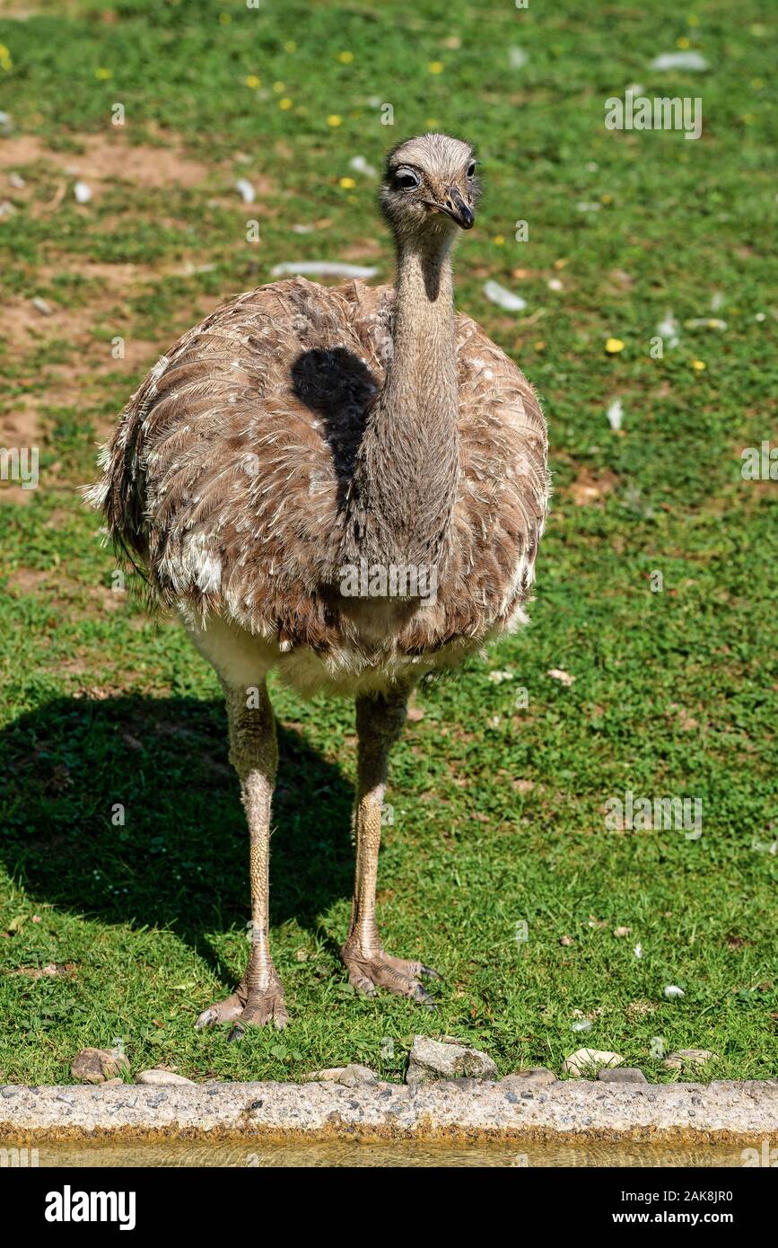 Darwin's rhea, Rhea pennata also known as the lesser rhea Stock Photo - Alamy