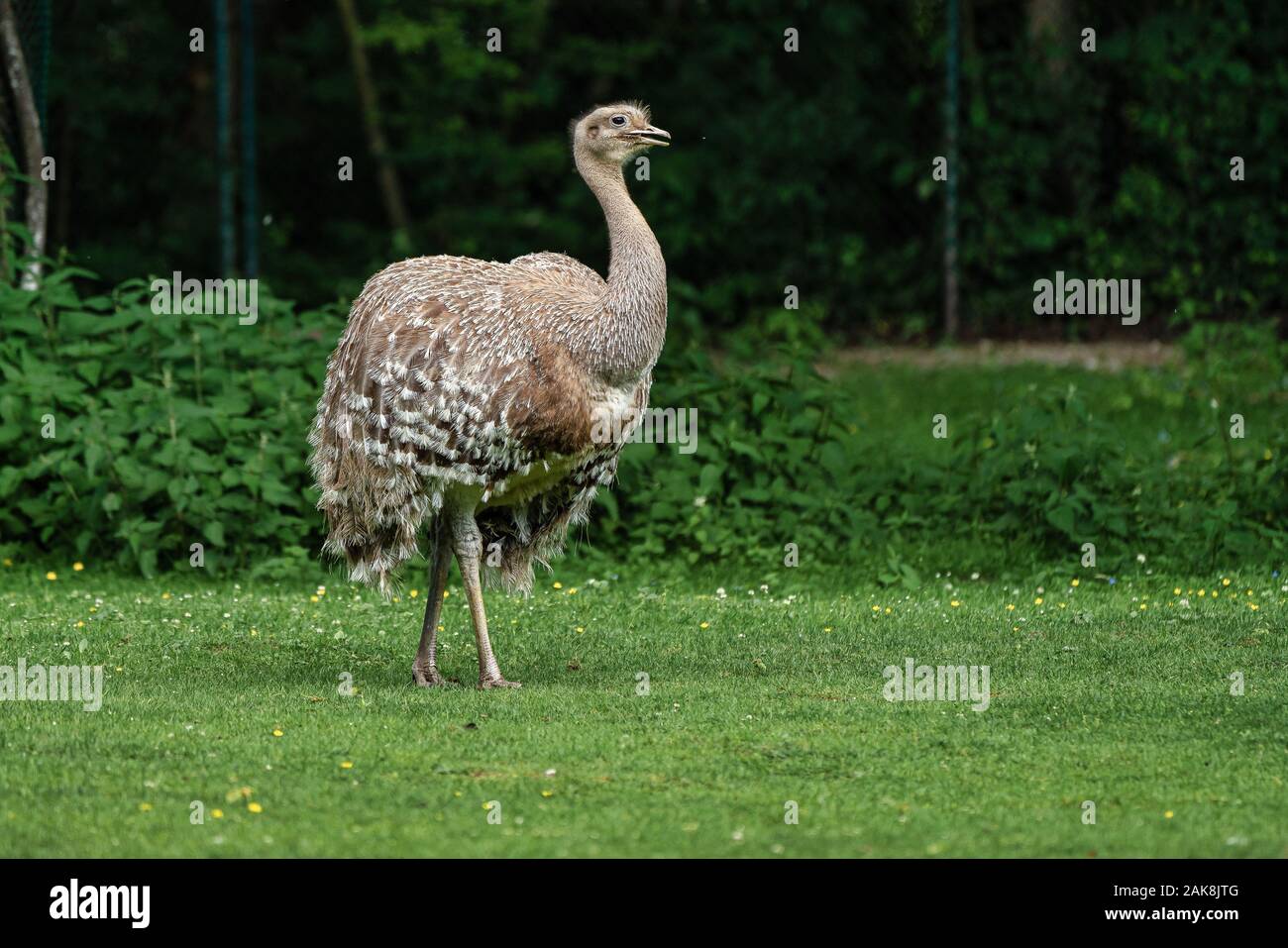 Darwin's rhea, Rhea pennata also known as the lesser rhea Stock Photo - Alamy