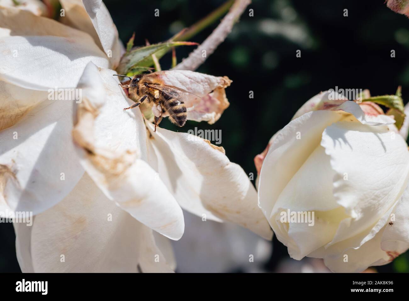 Pollen sack pollinate pollination hi-res stock photography and images ...
