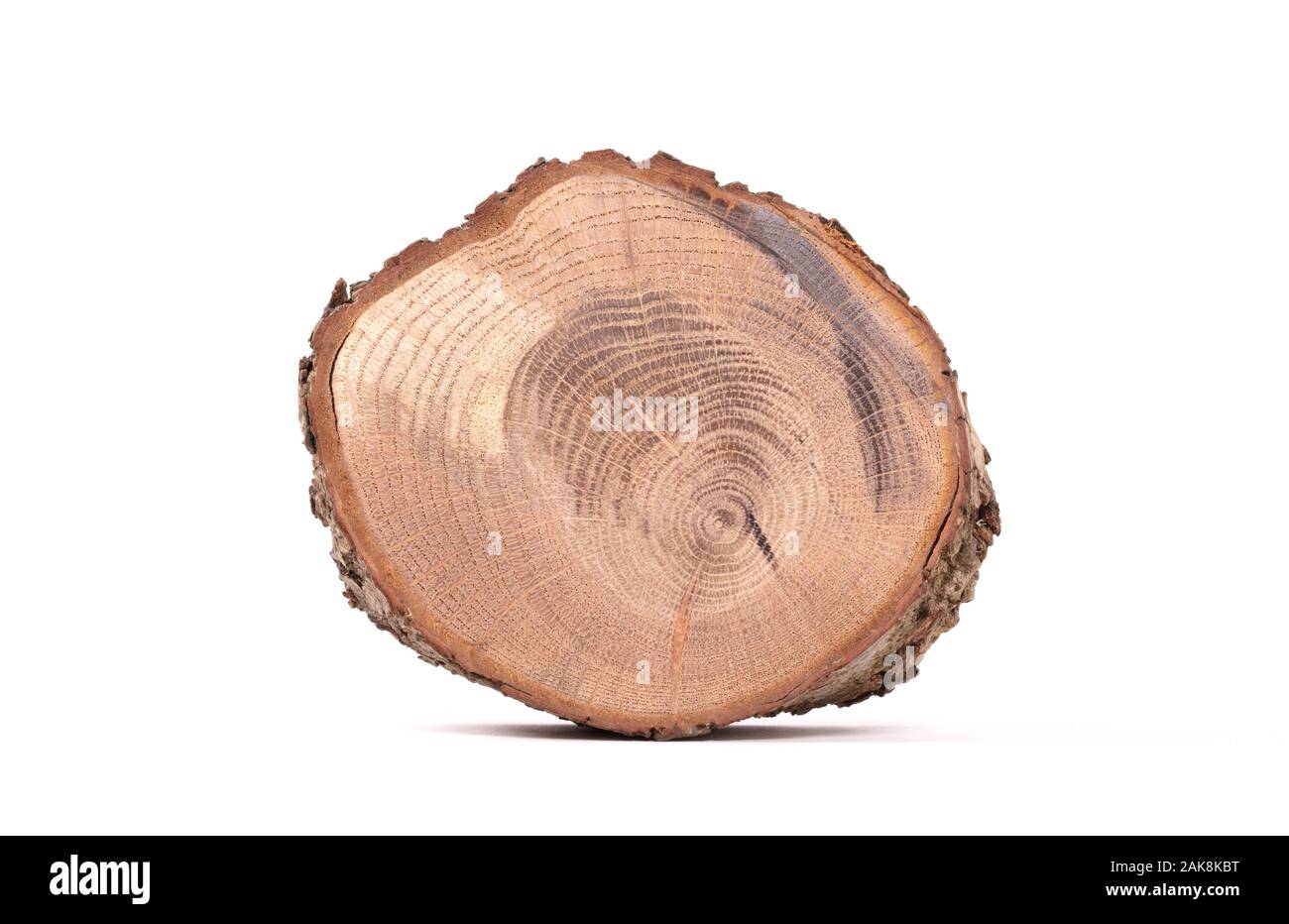 Irregular shape wood slab with bark and tree growth rings, isolated ...